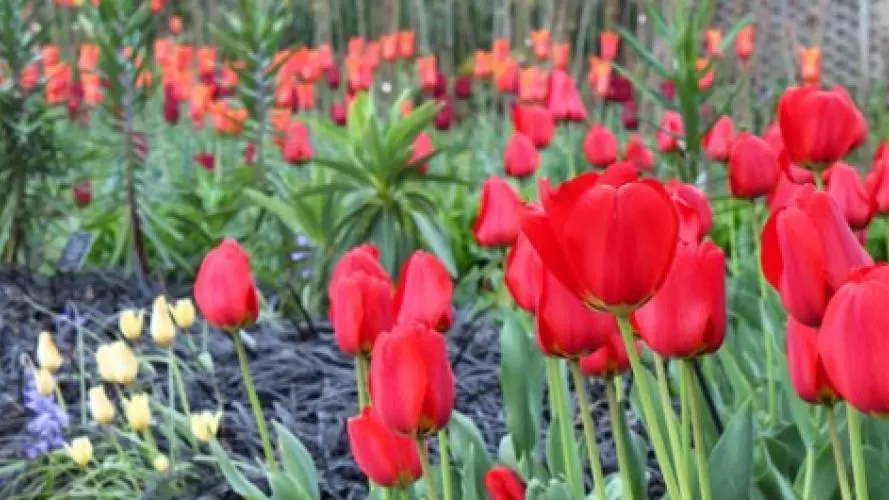 stipendiary lecturer